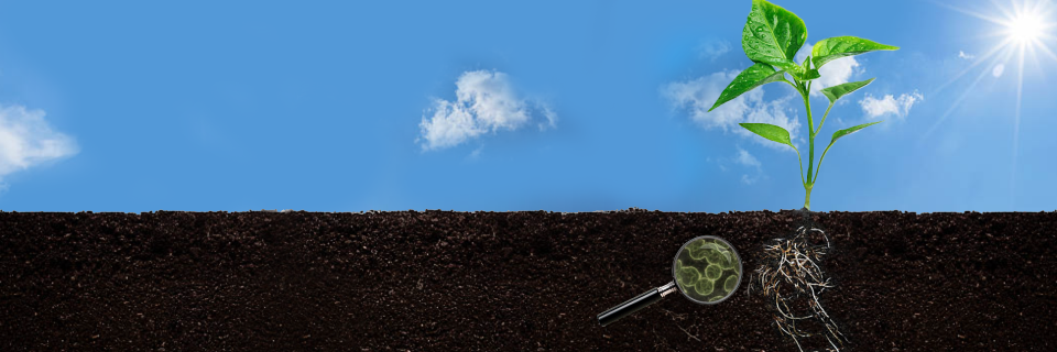 Home Page - Bio.SoilZ